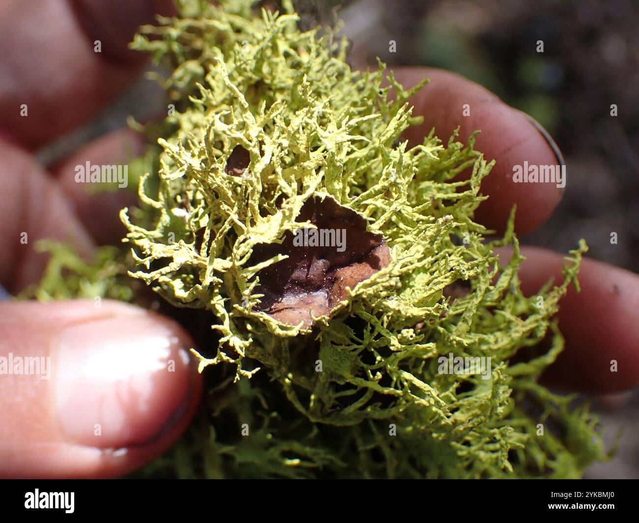 Wolf lichens hi-res stock photography and images - Alamy