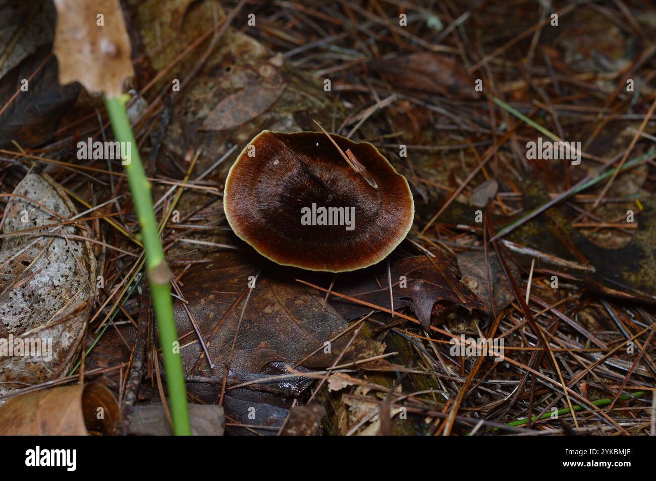 Shiny cinnamon polypore (Coltricia cinnamomea Stock Photo - Alamy