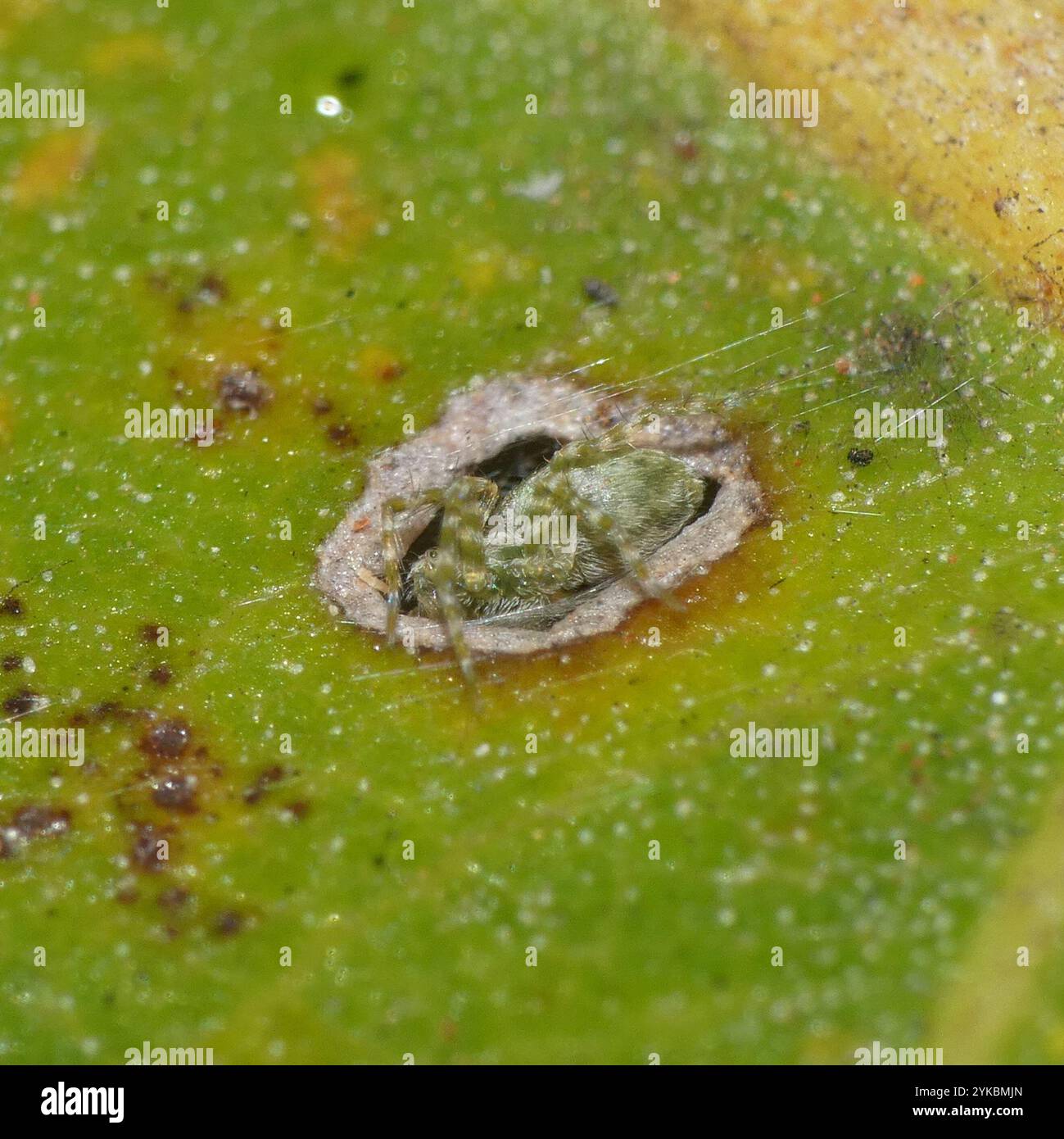 Leaf-running Spiders (Hygropoda Stock Photo - Alamy