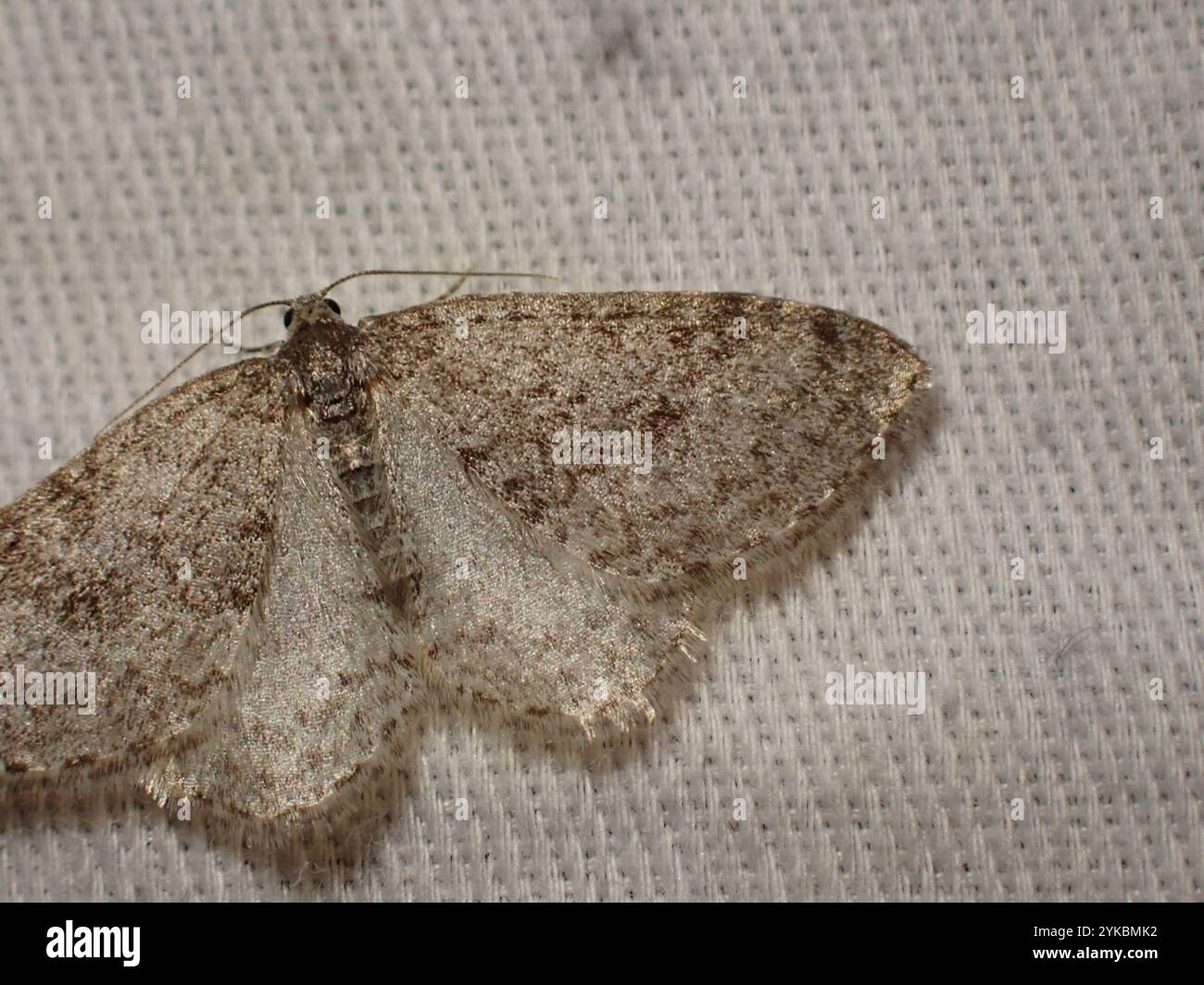 Pearsall's Carpet Moth (Venusia pearsalli Stock Photo - Alamy