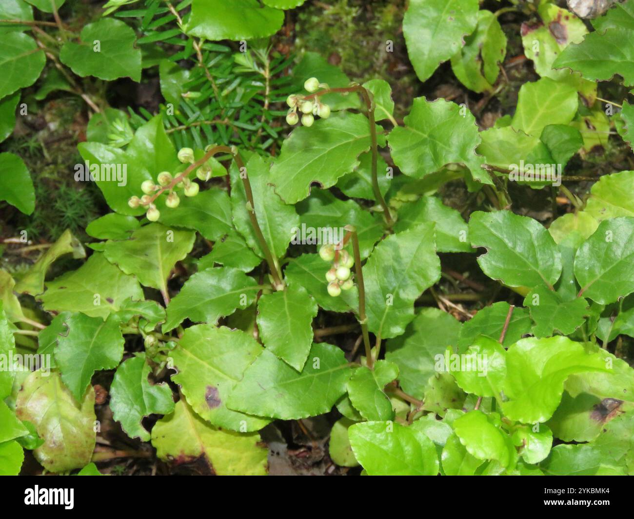 one-sided wintergreen (Orthilia secunda Stock Photo - Alamy