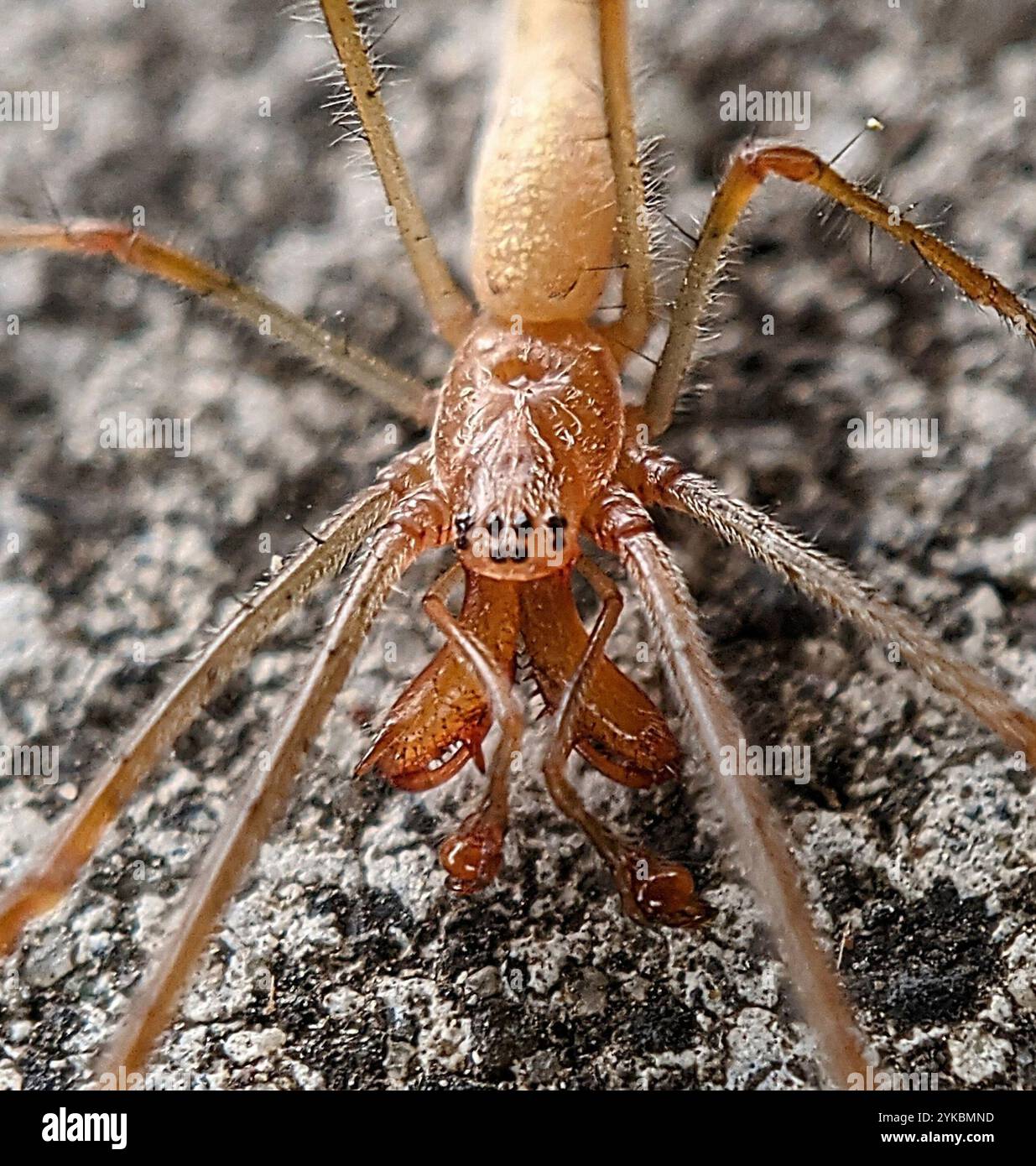 Versicolor Long-jawed Orbweaver (Tetragnatha versicolor Stock Photo - Alamy