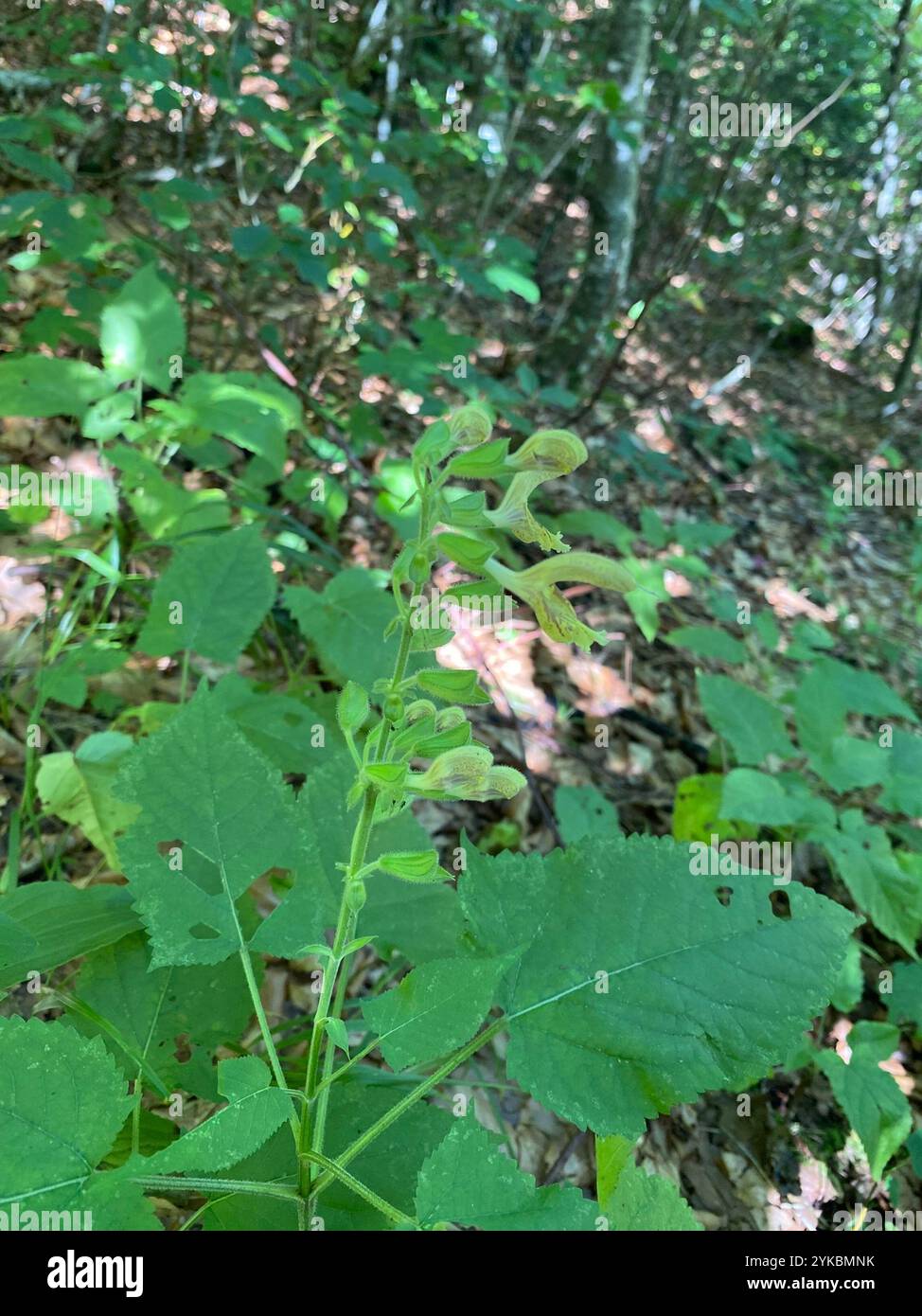 Sticky Sage (Salvia glutinosa Stock Photo - Alamy