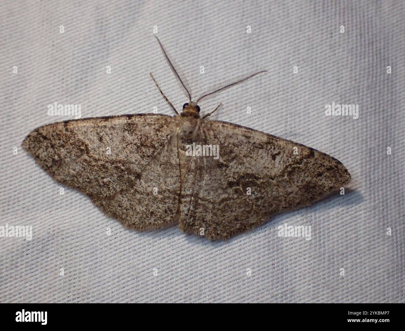 Geometer Moths (Geometridae Stock Photo - Alamy