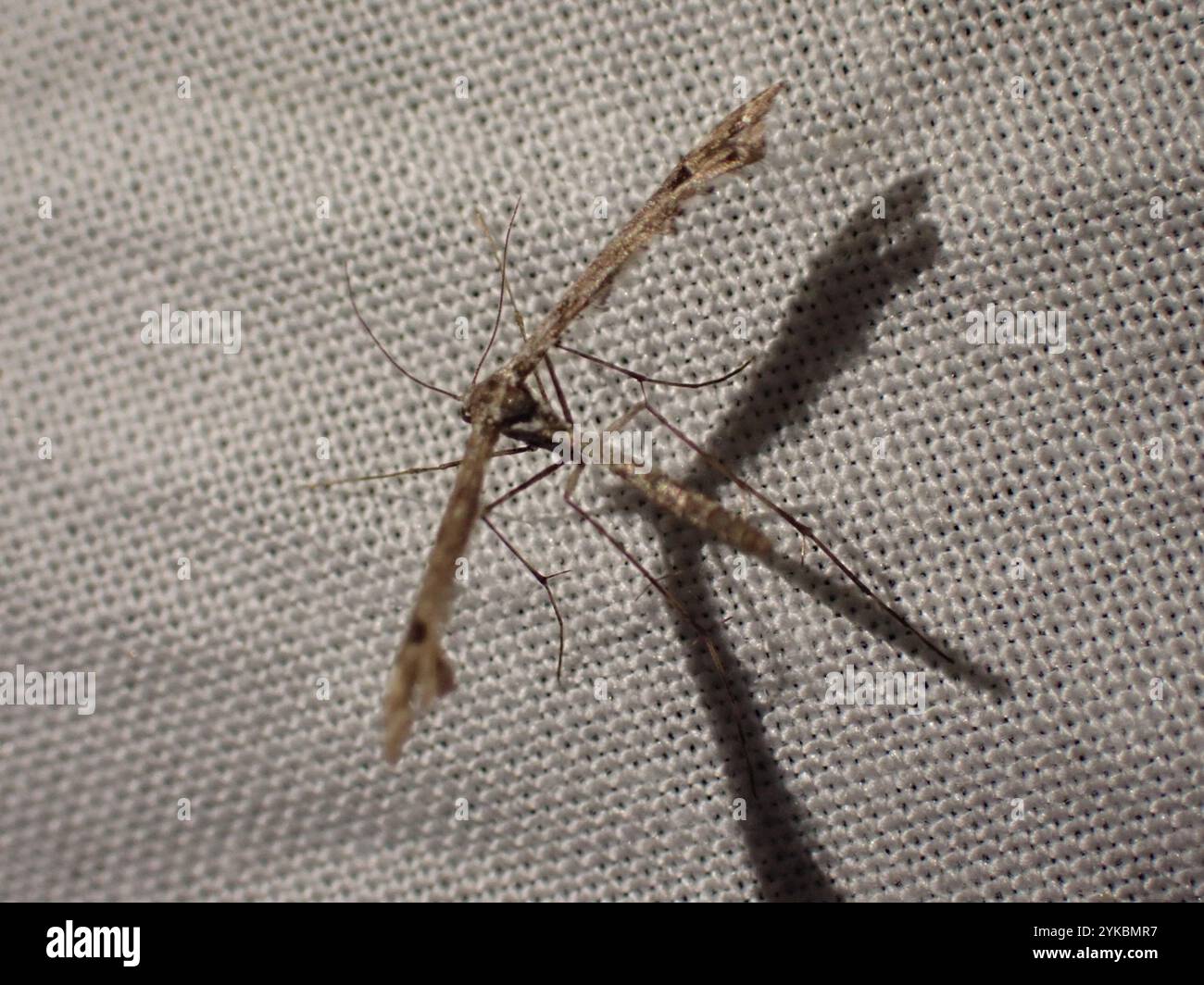 Plume Moths (Pterophoridae Stock Photo - Alamy
