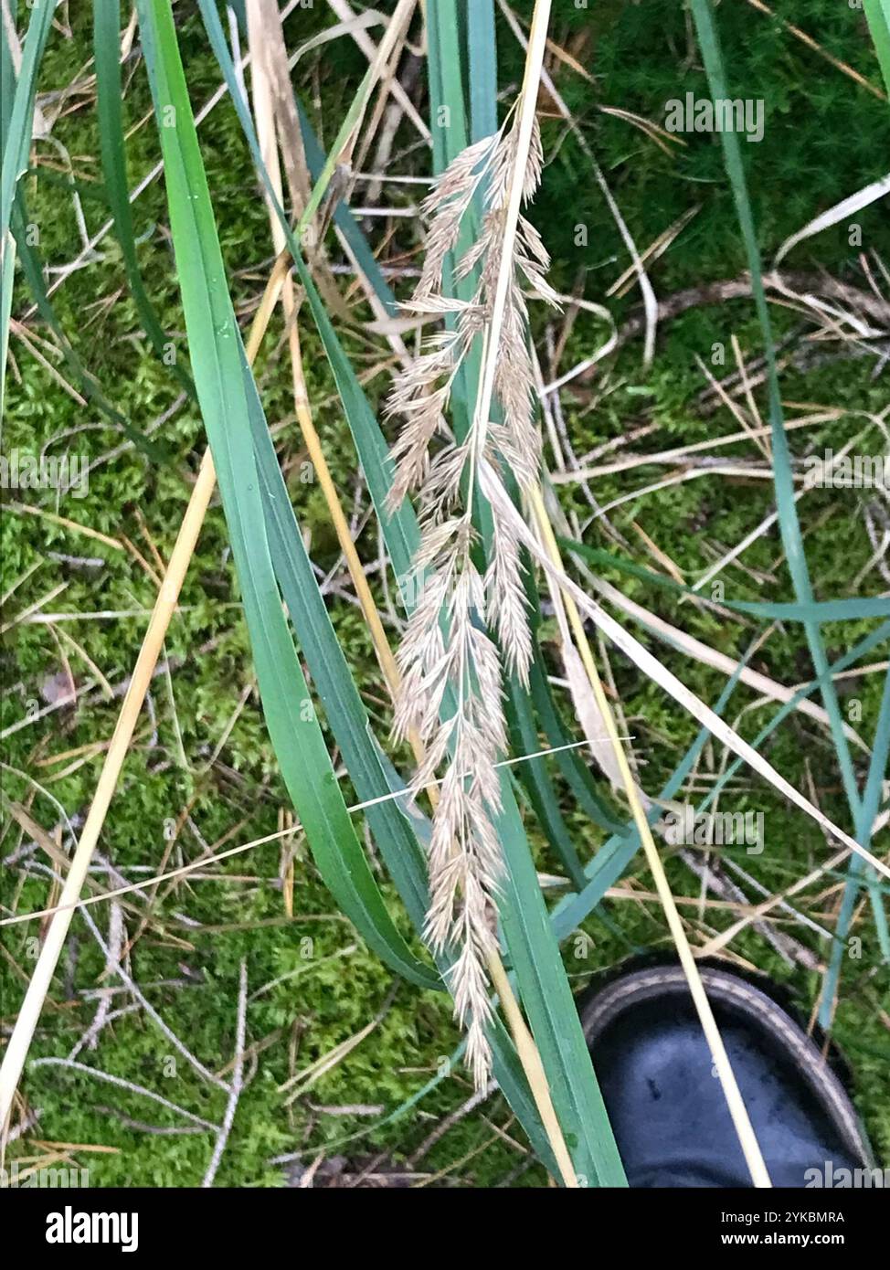 Bushgrass (Calamagrostis epigejos Stock Photo - Alamy