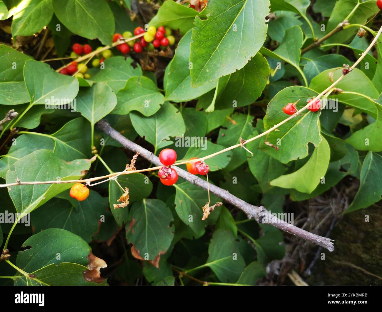 Black Bryony (Dioscorea communis Stock Photo - Alamy
