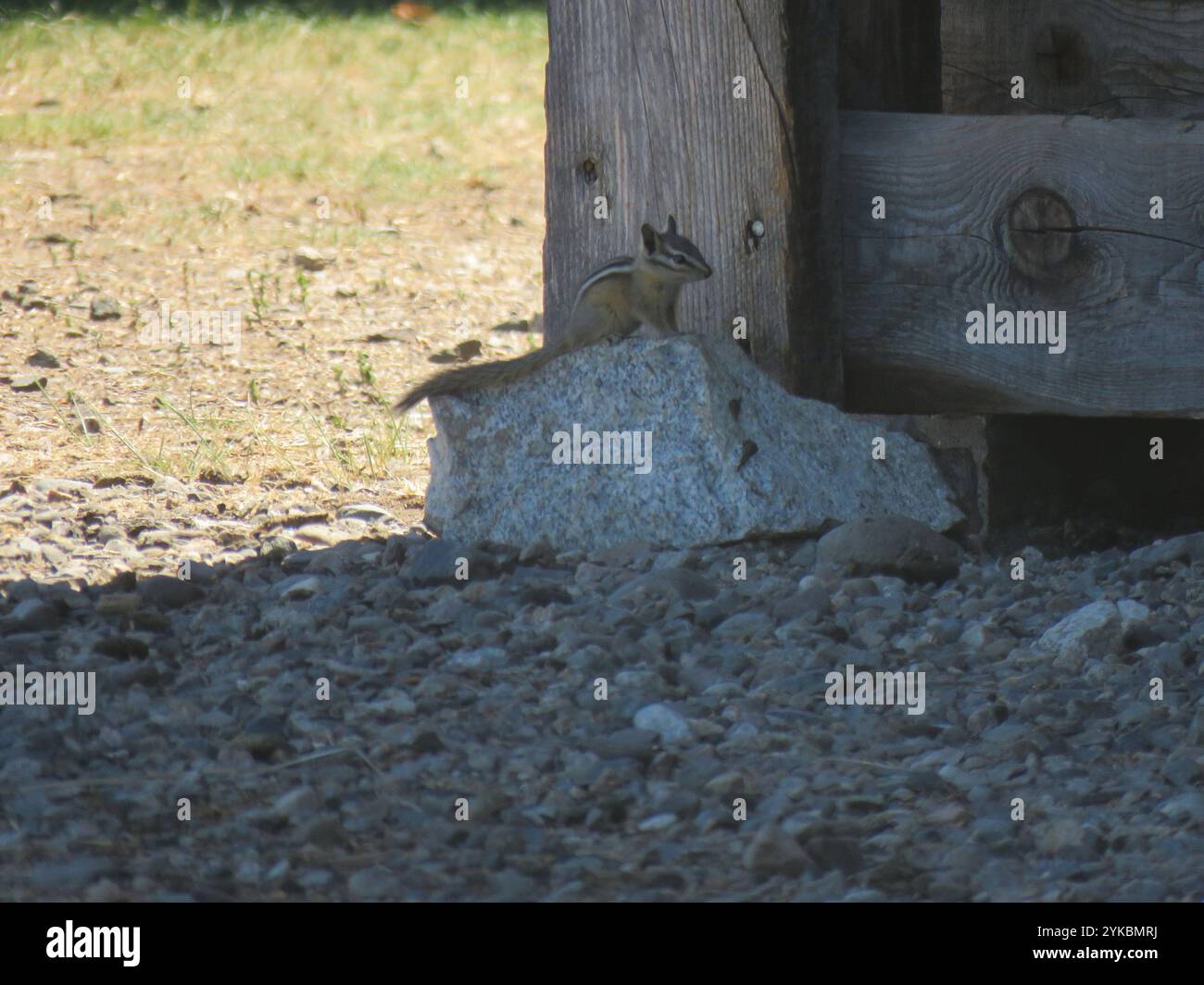 Western Chipmunks (Neotamias Stock Photo - Alamy