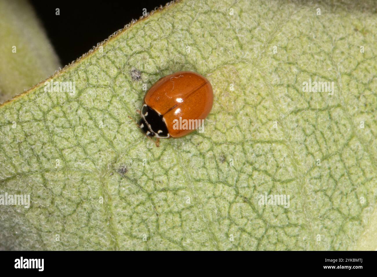 Polished Lady Beetle (Cycloneda munda Stock Photo - Alamy
