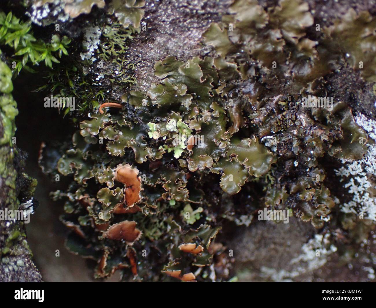 Pimpled Kidney Lichen (Nephroma resupinatum Stock Photo - Alamy