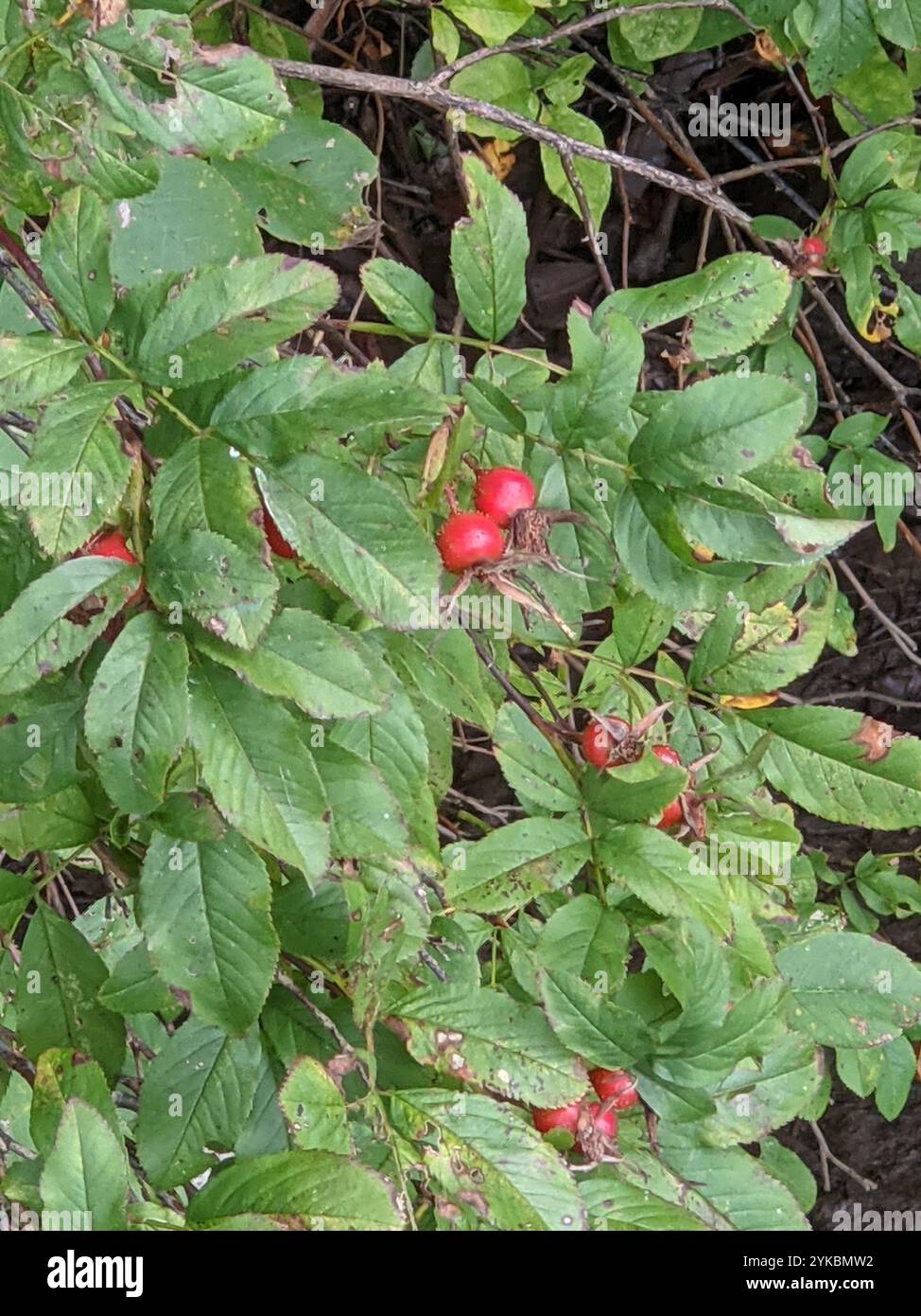 swamp rose (Rosa palustris Stock Photo - Alamy