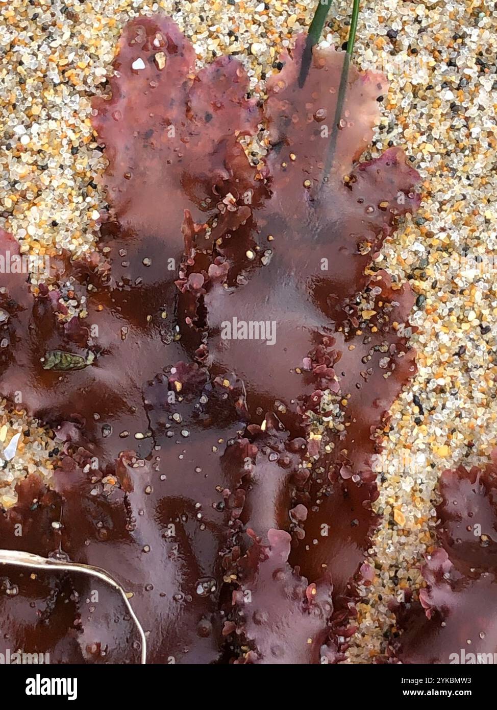 Grape Tongue (Cryptopleura ruprechtiana Stock Photo - Alamy