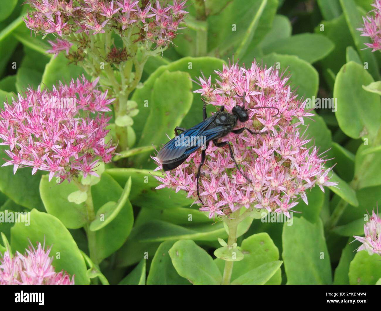 Great Black Digger Wasp (Sphex pensylvanicus Stock Photo - Alamy