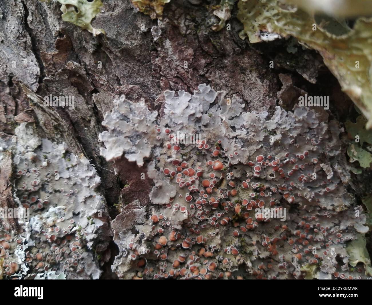 Wrinkled Shingle Lichen (Pannaria lurida Stock Photo - Alamy
