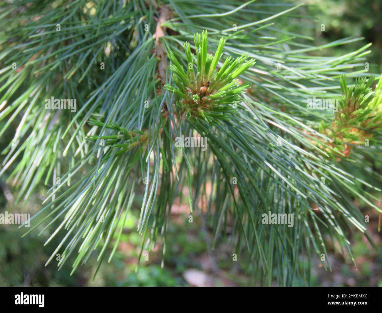 western white pine (Pinus monticola Stock Photo - Alamy