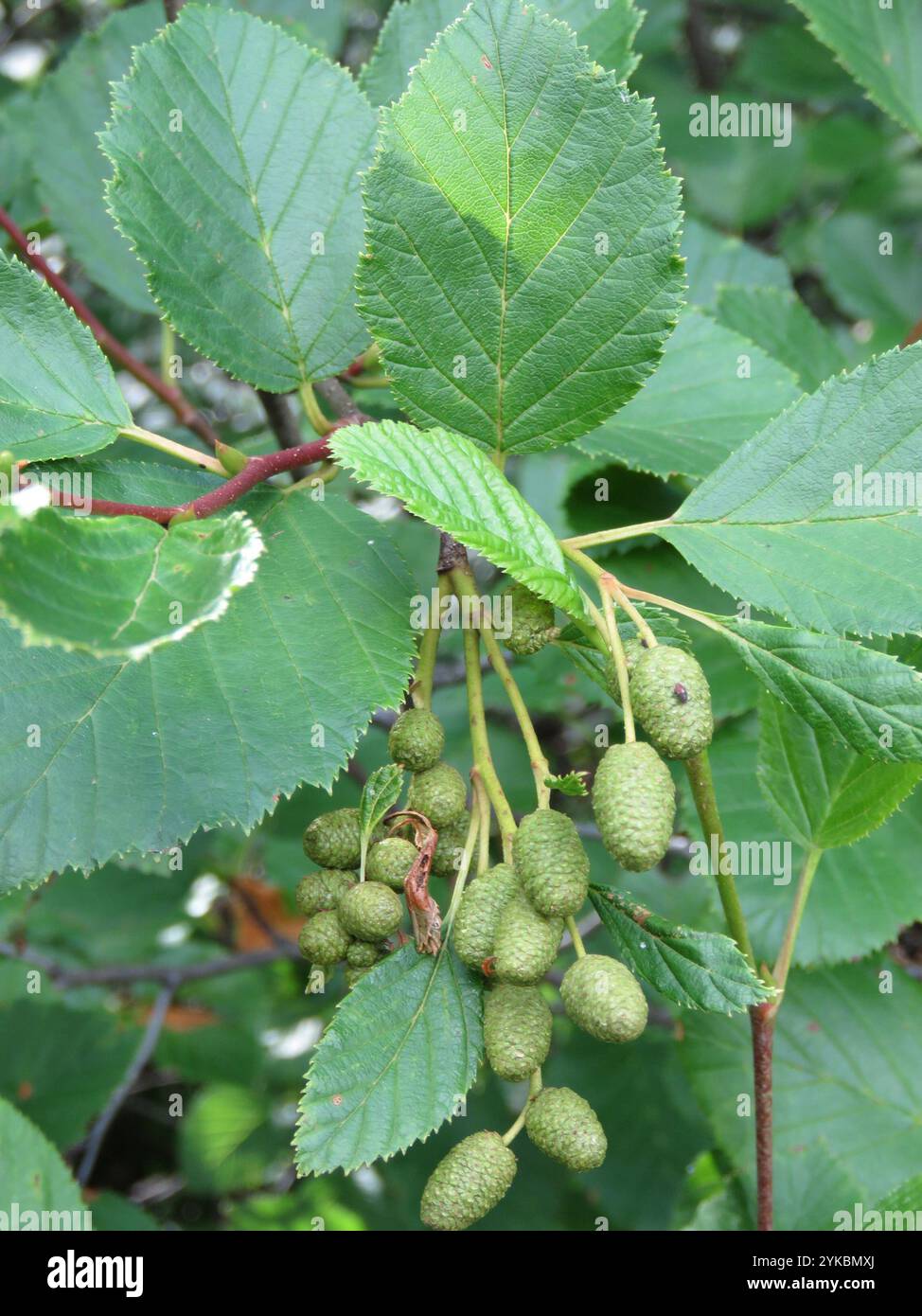 green alder (Alnus alnobetula Stock Photo - Alamy