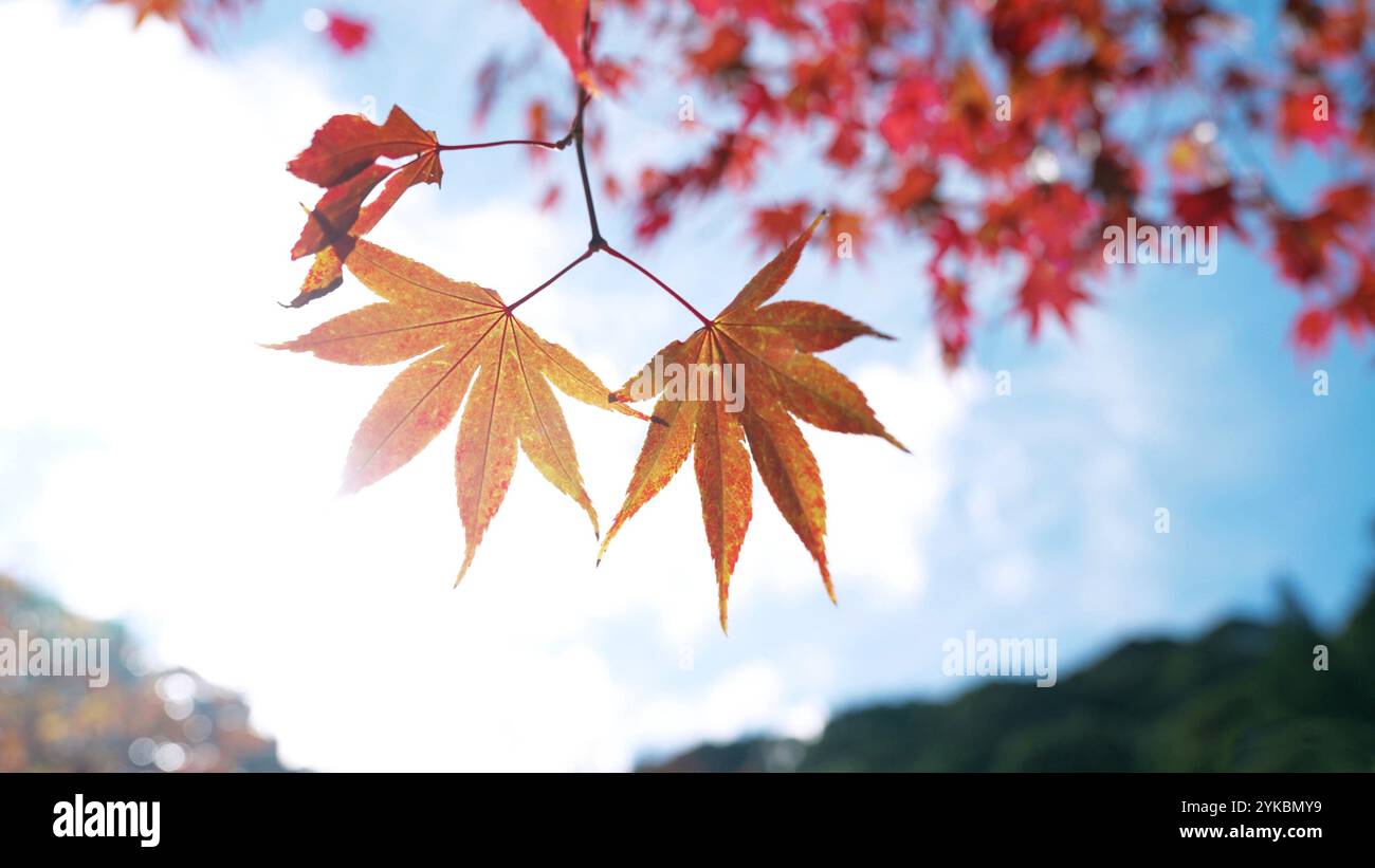 Taiwan red maple hi-res stock photography and images - Alamy