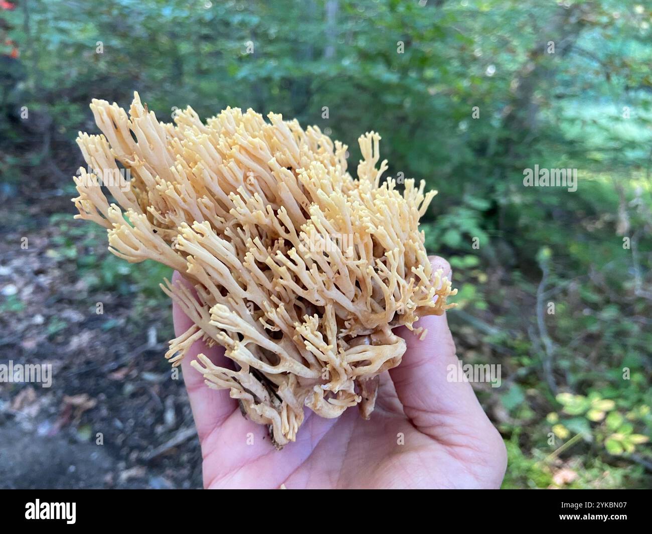 Upright Coral Fungus (Ramaria stricta Stock Photo - Alamy