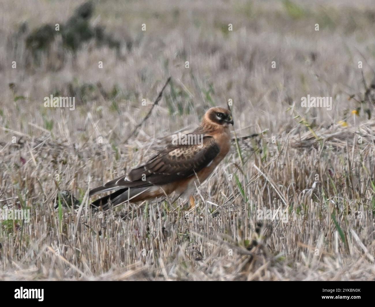 Pallid Harrier (Circus macrourus Stock Photo - Alamy