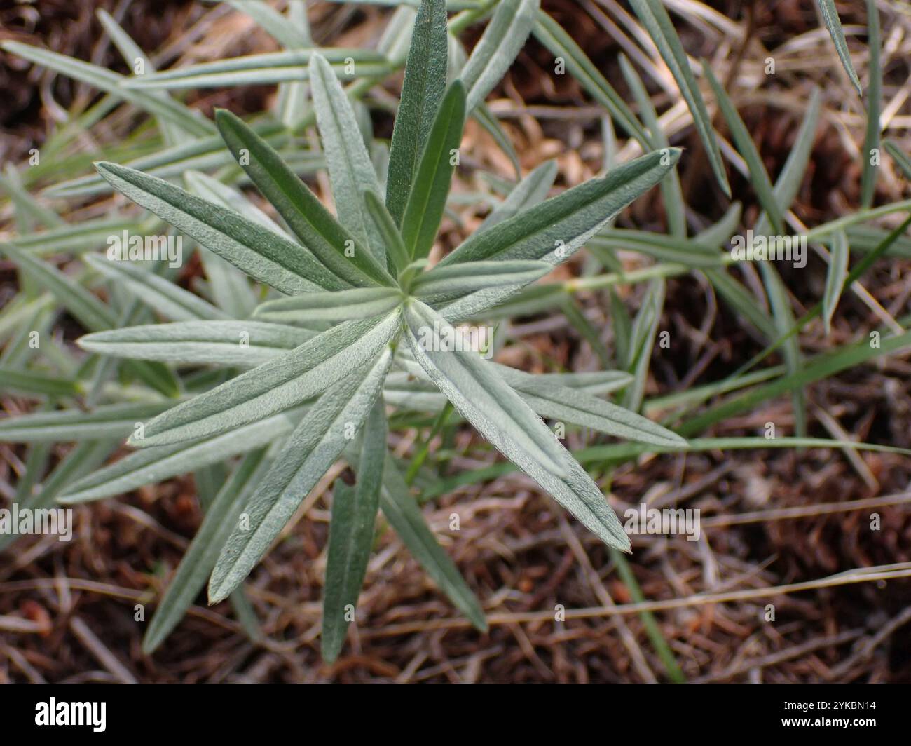 western stoneseed (Lithospermum ruderale Stock Photo - Alamy