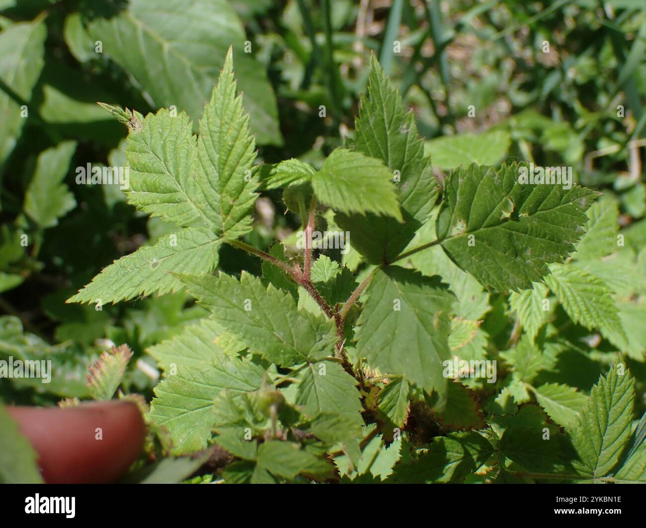 red raspberry (Rubus idaeus Stock Photo - Alamy