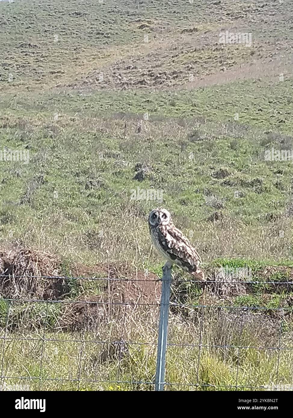 Hawaiian Short-eared Owl (Asio flammeus sandwichensis Stock Photo - Alamy