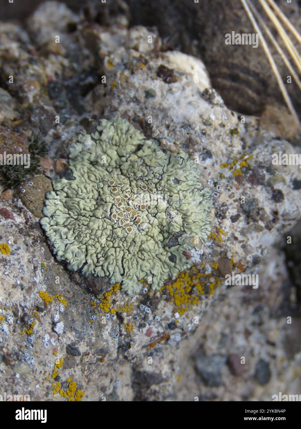 rim lichens, disc lichens, and allies (Lecanoraceae Stock Photo - Alamy