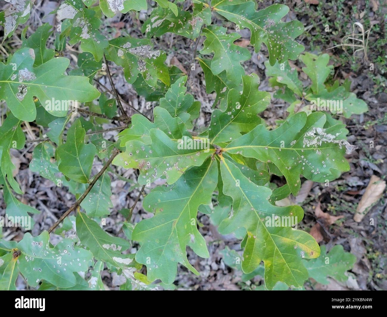white oak (Quercus alba Stock Photo - Alamy