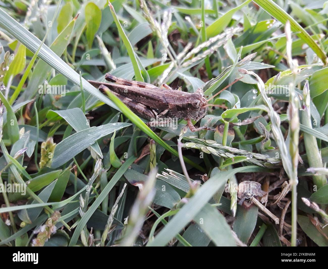 Migratory Grasshopper (Melanoplus sanguinipes Stock Photo - Alamy