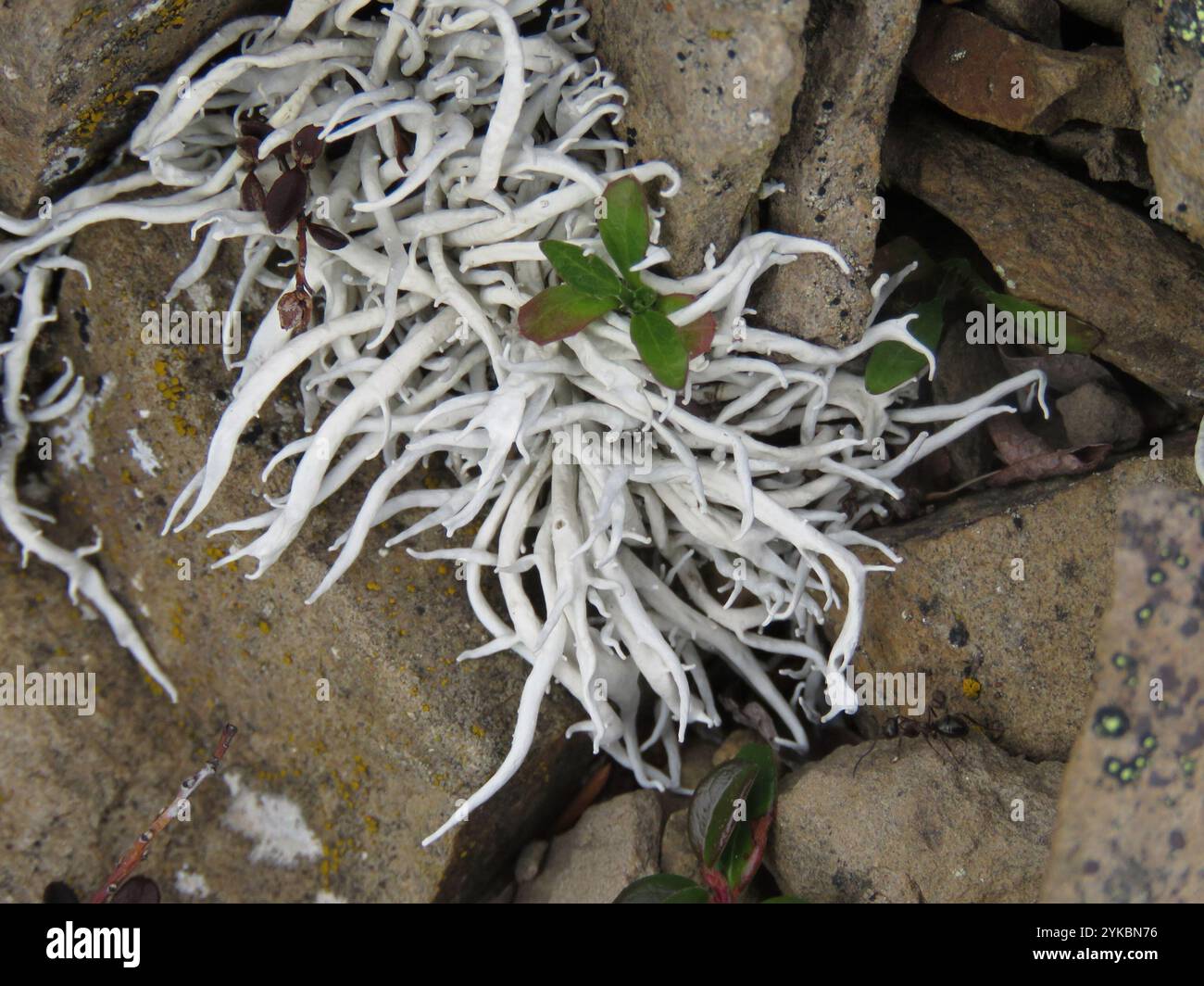 Whiteworm Lichen (Thamnolia vermicularis Stock Photo - Alamy
