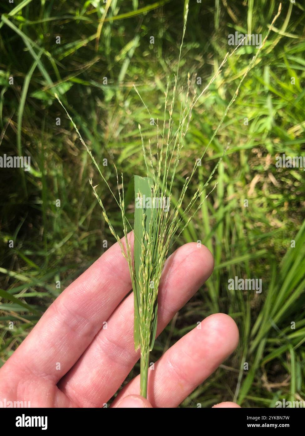 Fall Panic Grass (Panicum dichotomiflorum dichotomiflorum Stock Photo ...
