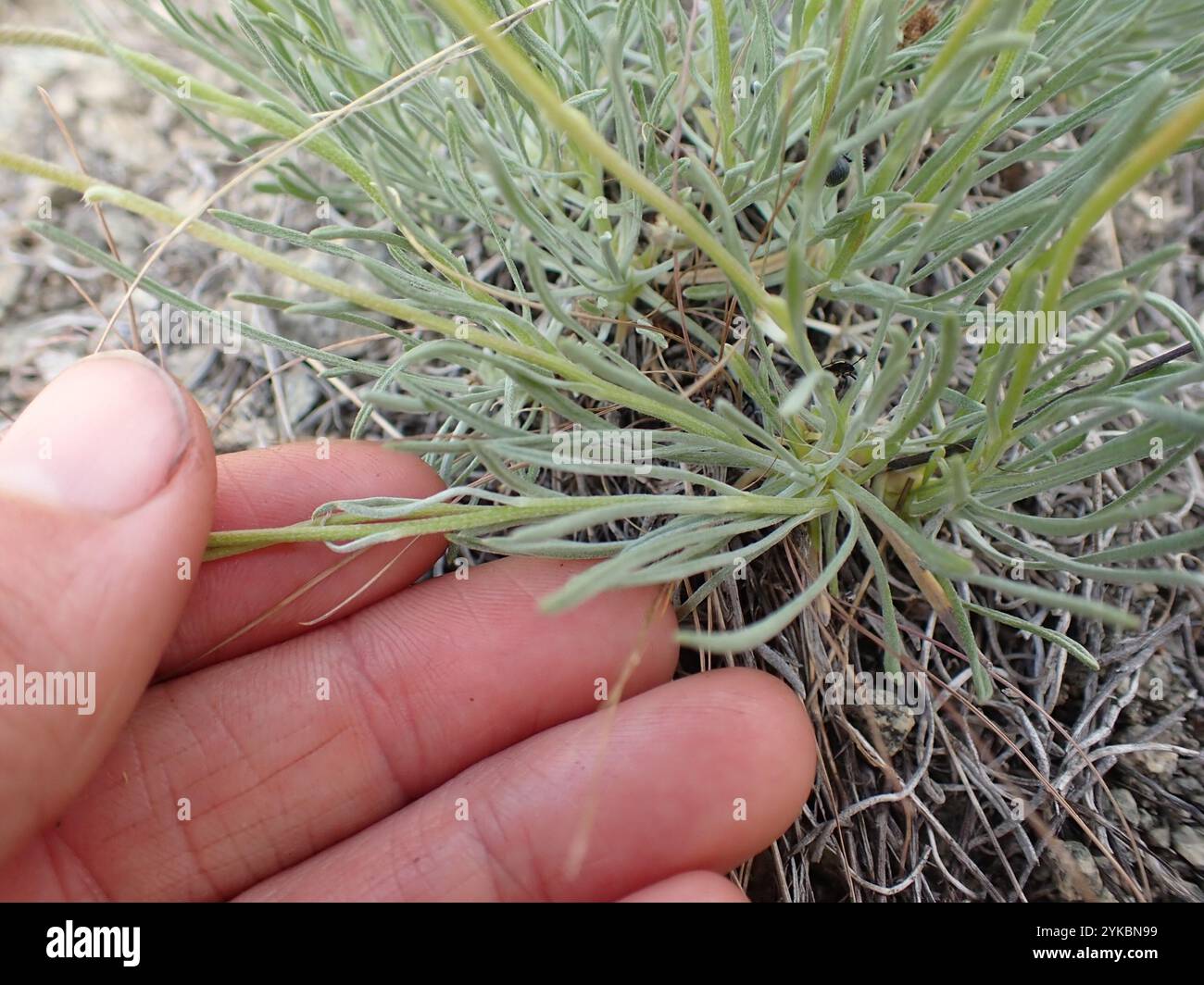 Desert Yellow Fleabane (Erigeron linearis Stock Photo - Alamy
