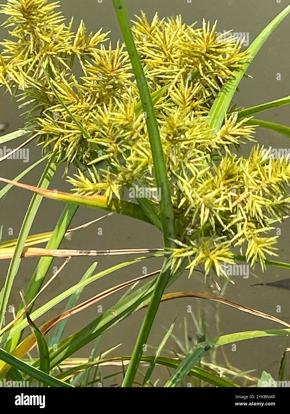 Fragrant flatsedge (Cyperus odoratus Stock Photo - Alamy