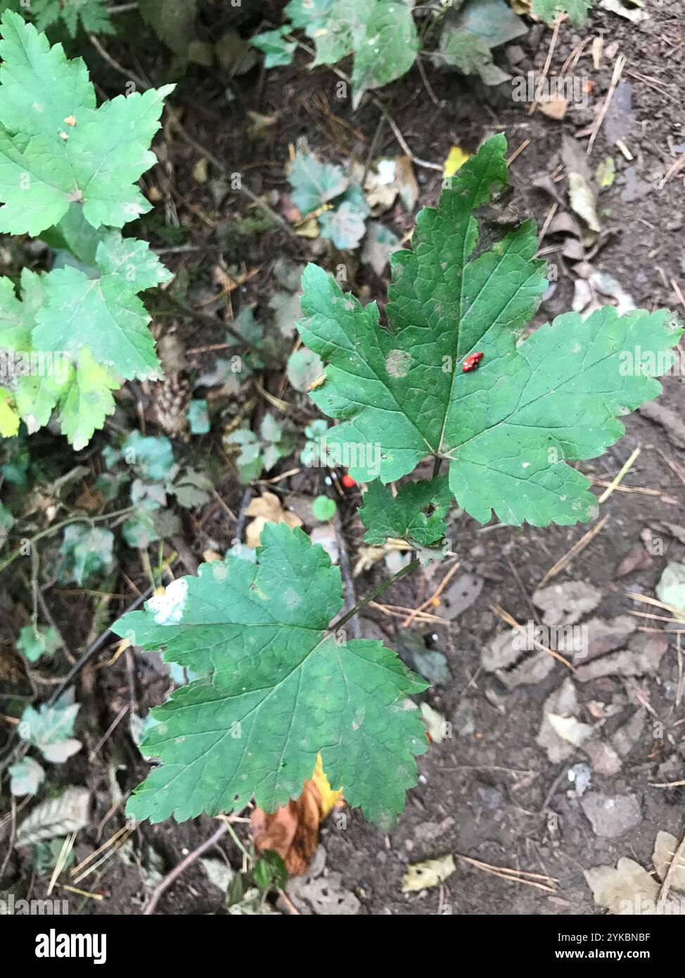 sycamore maple (Acer pseudoplatanus Stock Photo - Alamy