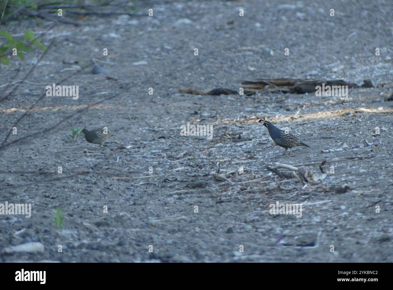 California Quail (Callipepla californica Stock Photo - Alamy