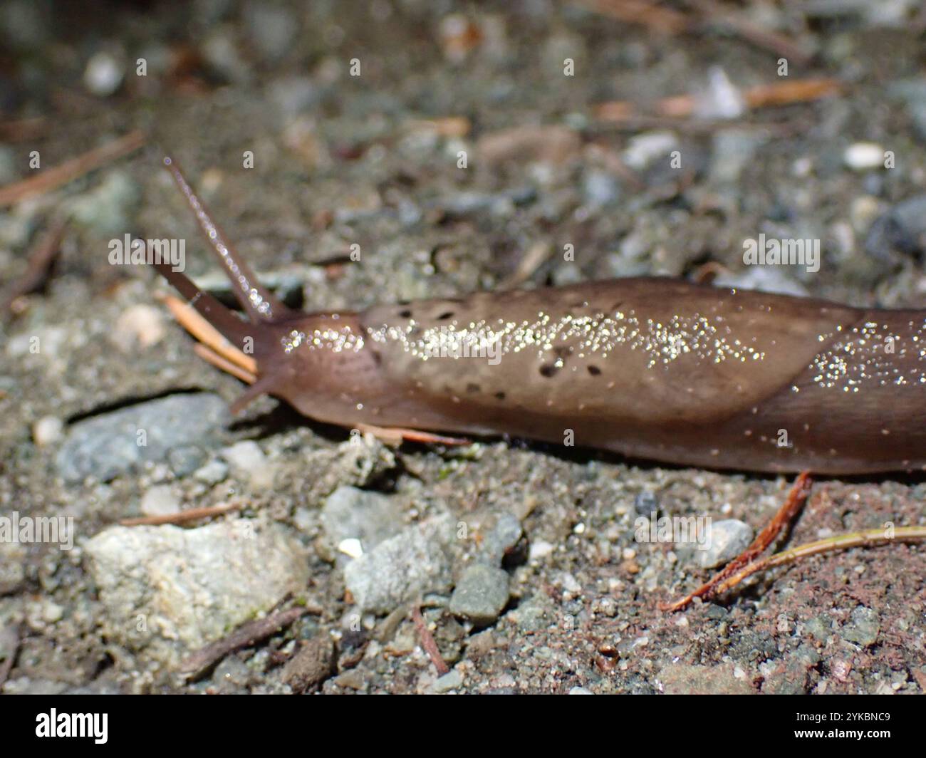 Leopard Slug (Limax maximus Stock Photo - Alamy