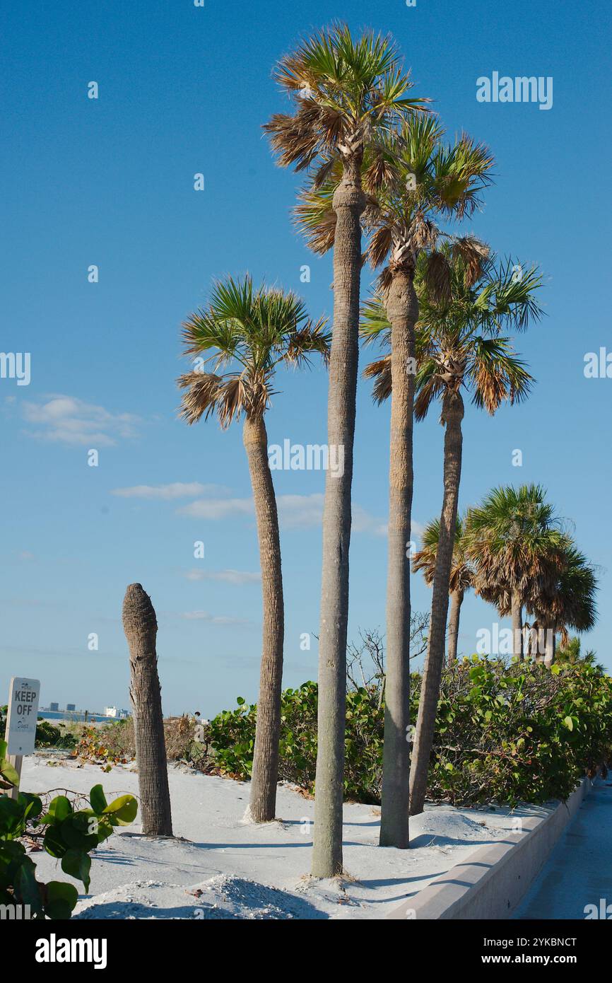 Topped off palm tree between other green palm trees.Mangroves, sand ...