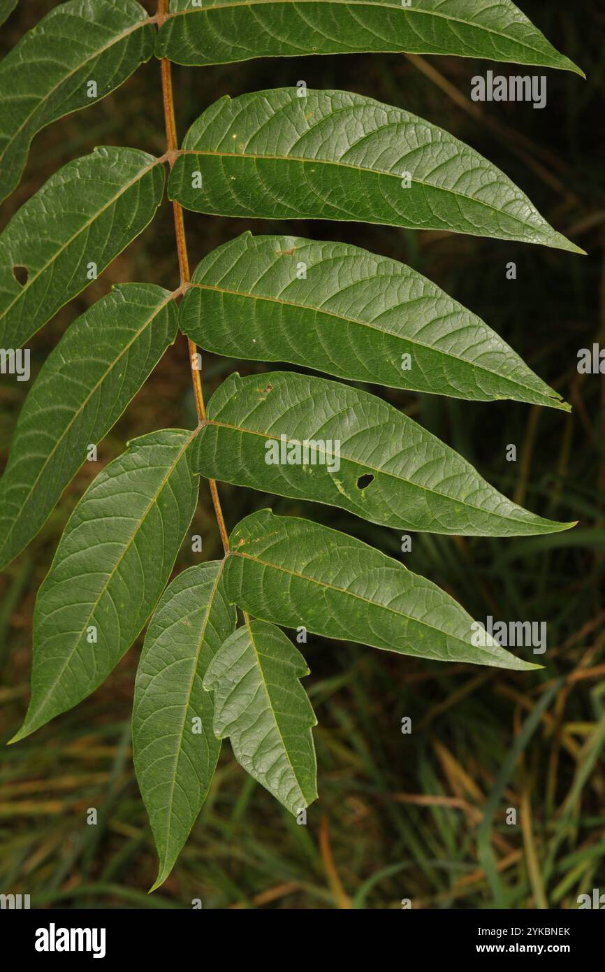 tree-of-heaven (Ailanthus altissima Stock Photo - Alamy