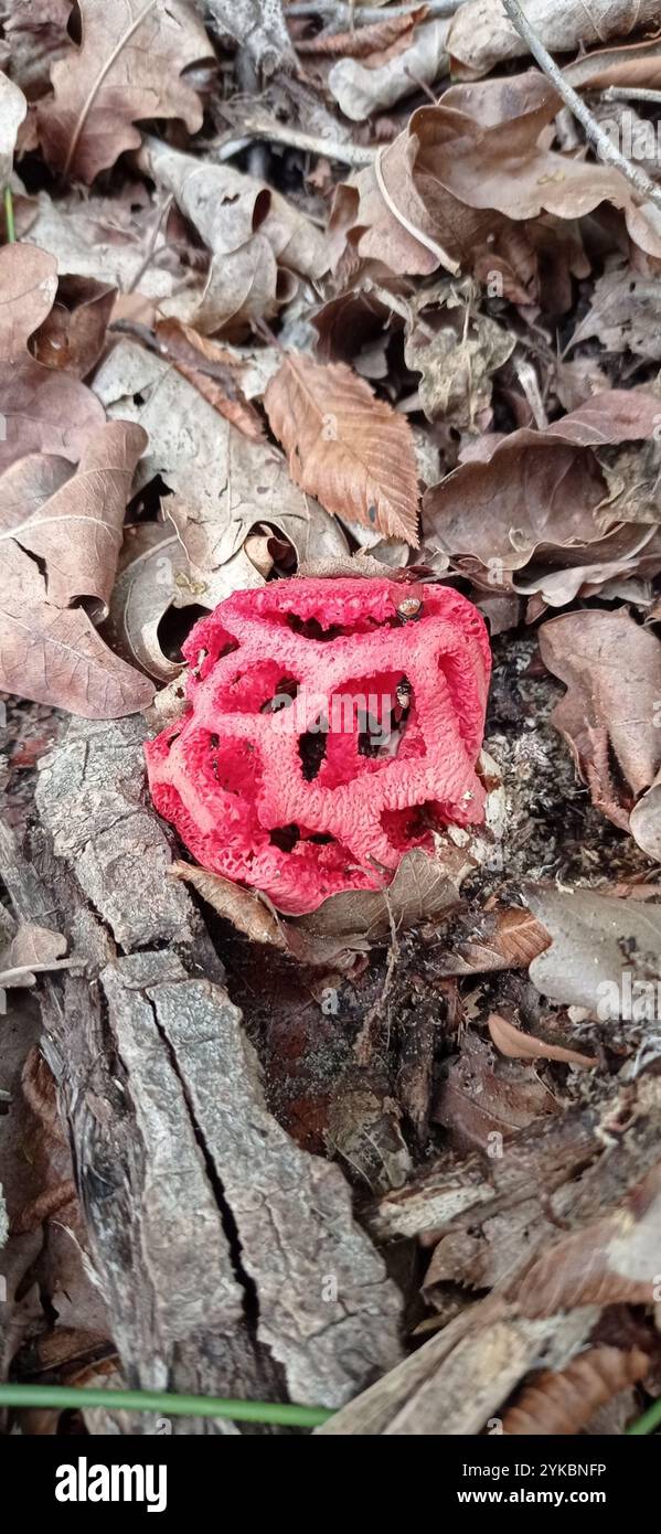 red-cage fungus (Clathrus ruber Stock Photo - Alamy