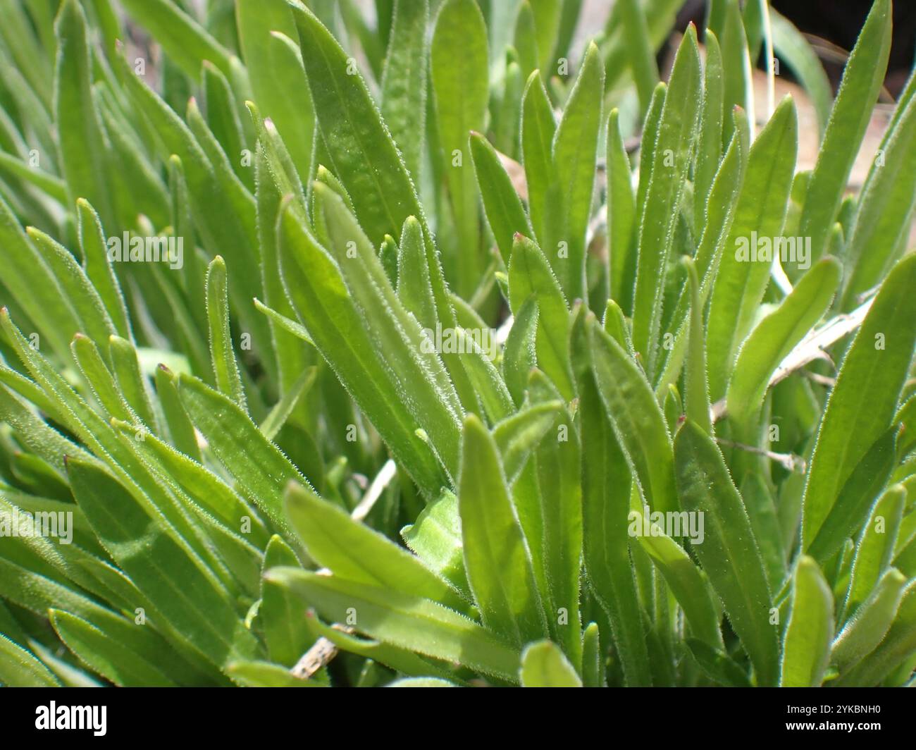 vascular plants (Tracheophyta Stock Photo - Alamy