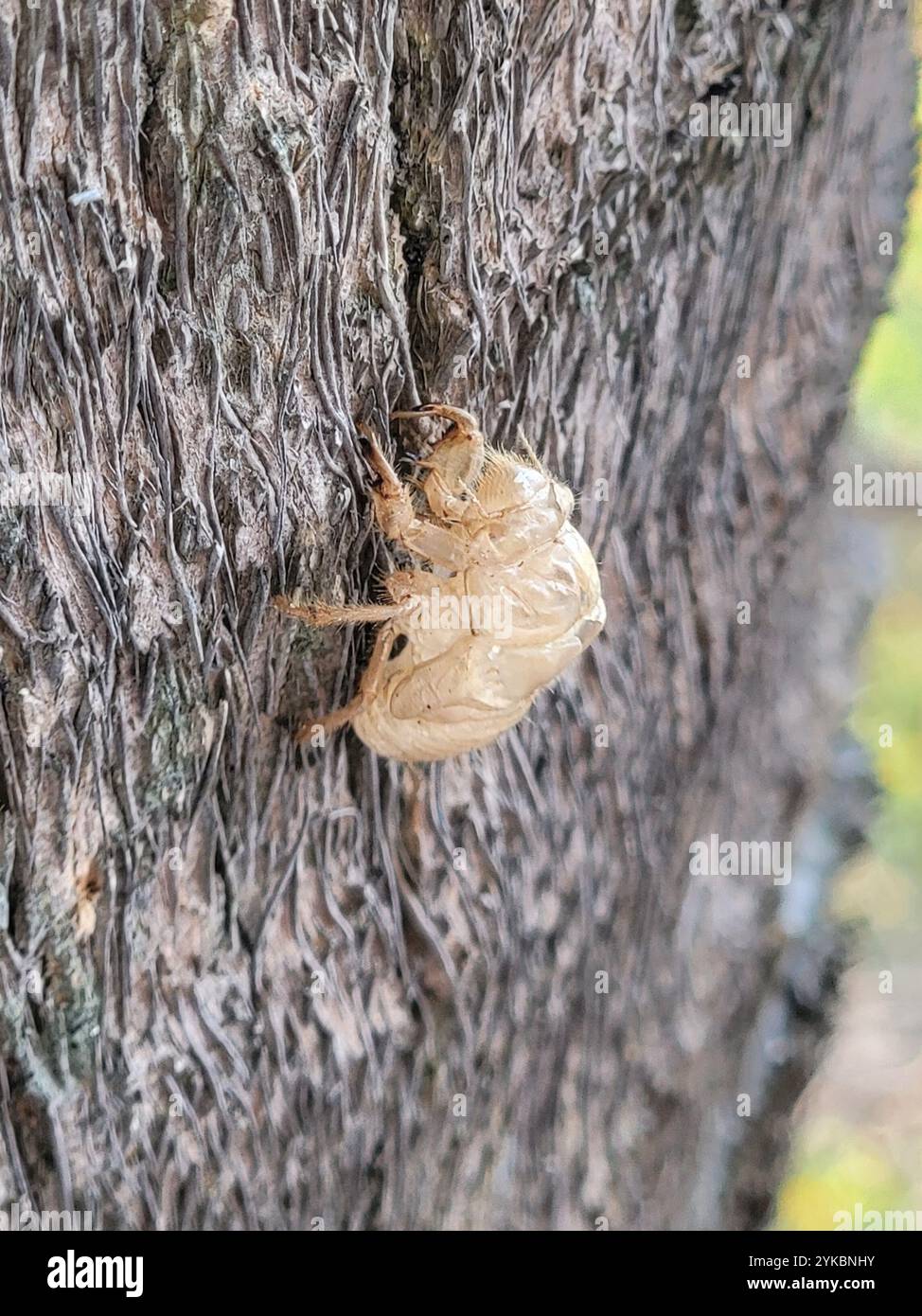 Typical Cicadas (Cicadidae Stock Photo - Alamy