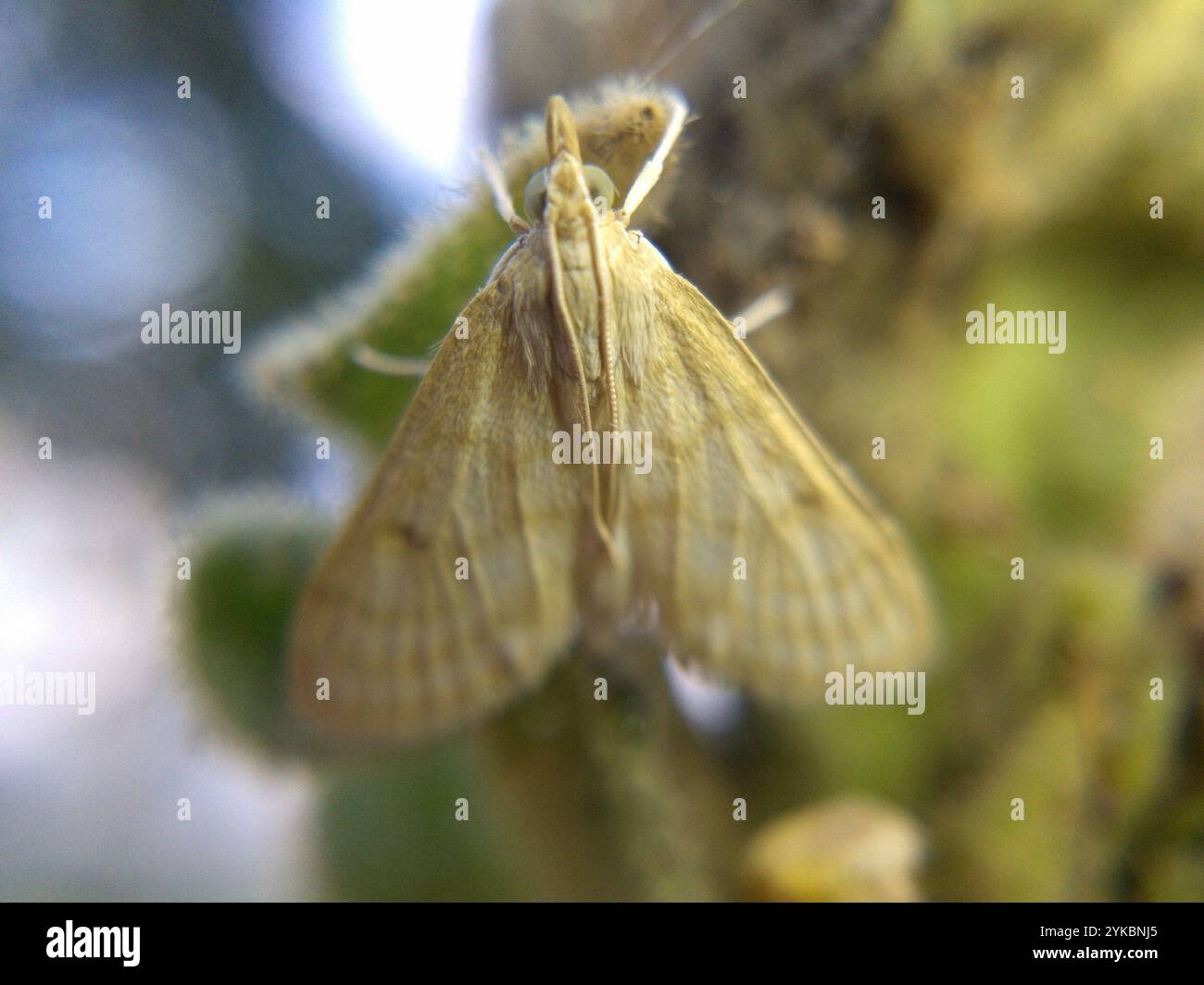 Garden Webworm Moth (Achyra rantalis Stock Photo - Alamy