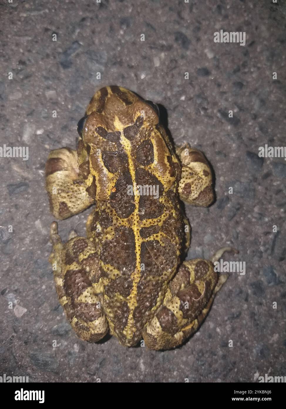 Western Leopard Toad (Sclerophrys pantherina Stock Photo - Alamy