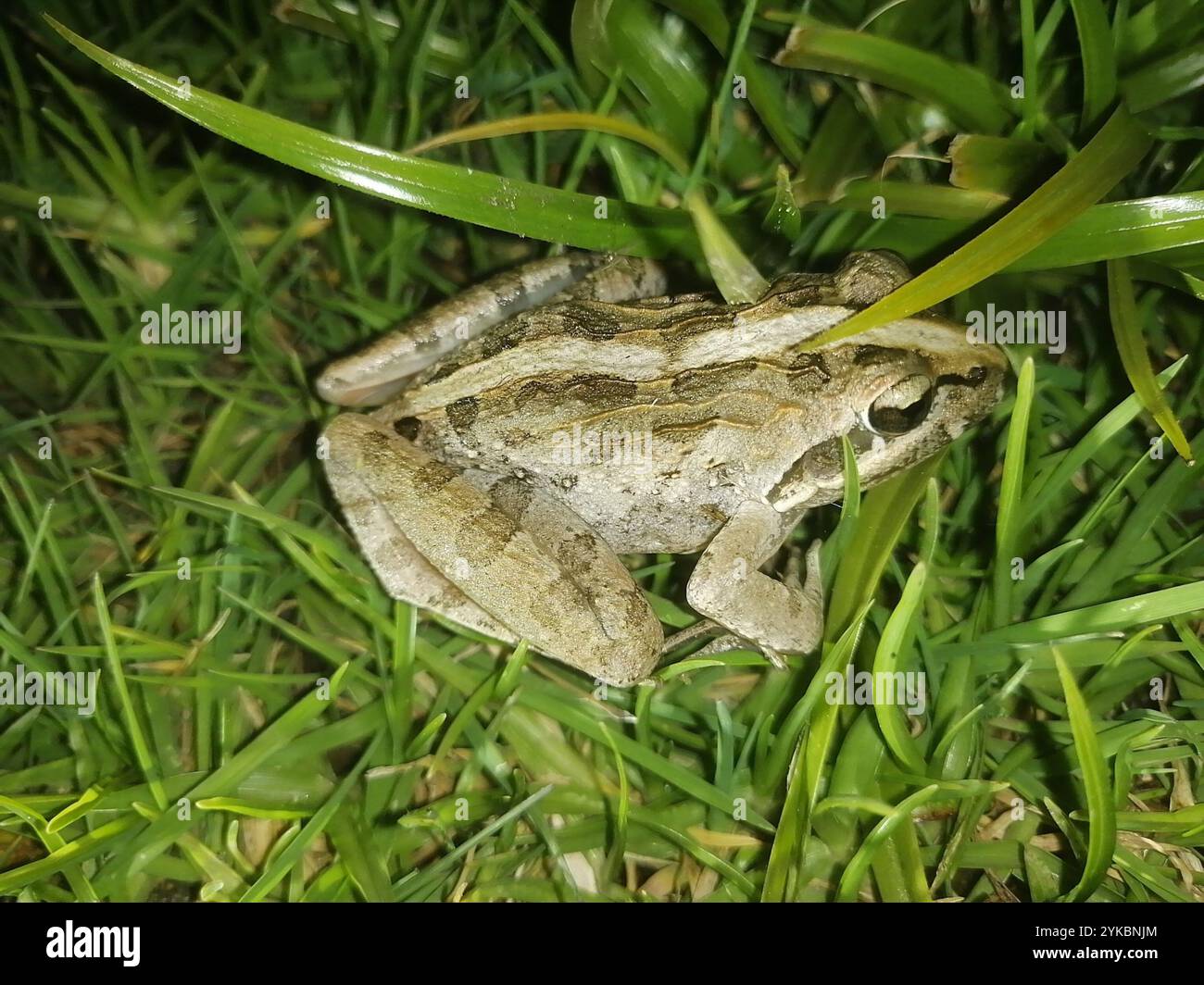 Clicking Stream Frog (Strongylopus grayii Stock Photo - Alamy