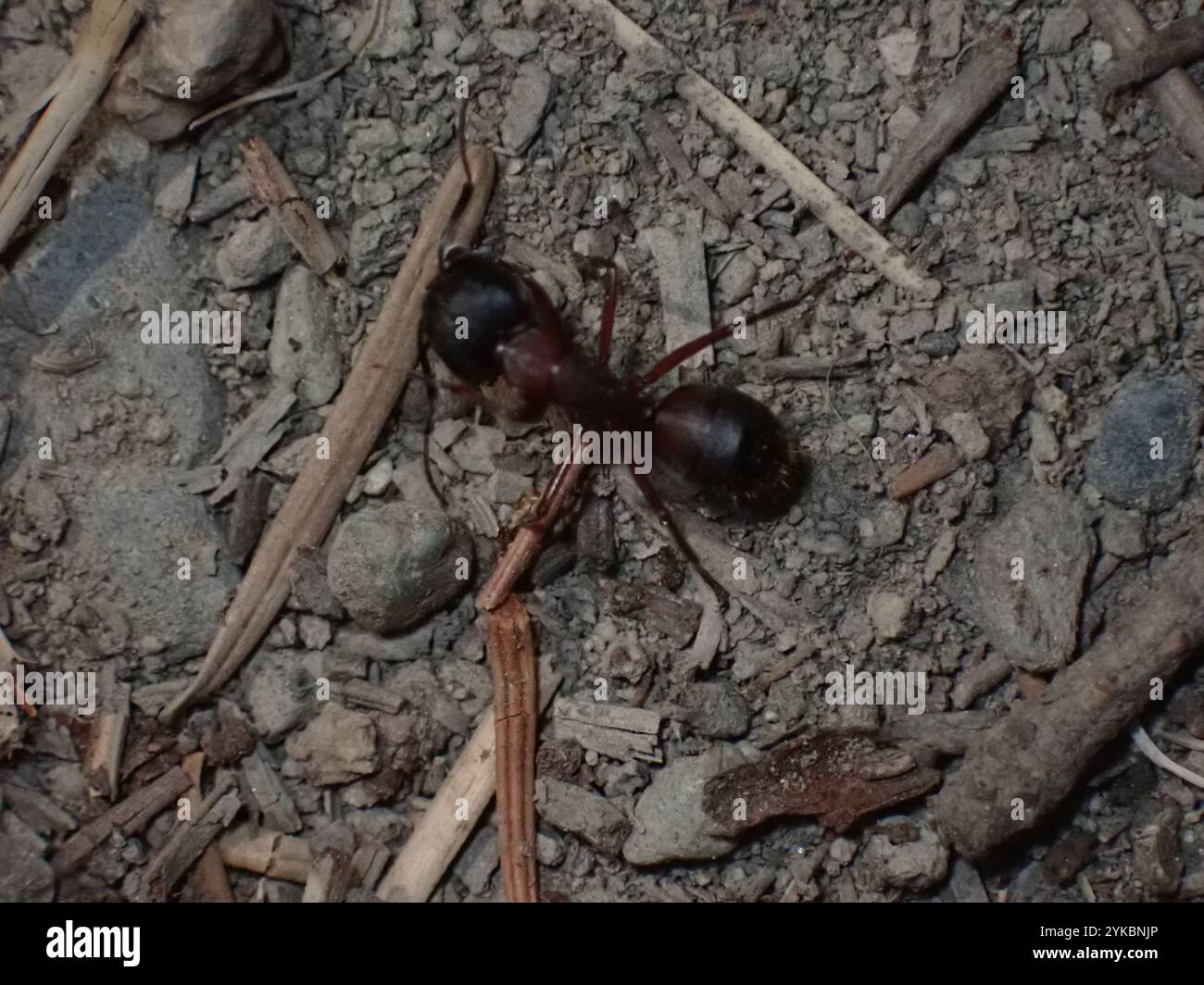Bicolored Carpenter Ant (Camponotus vicinus Stock Photo - Alamy