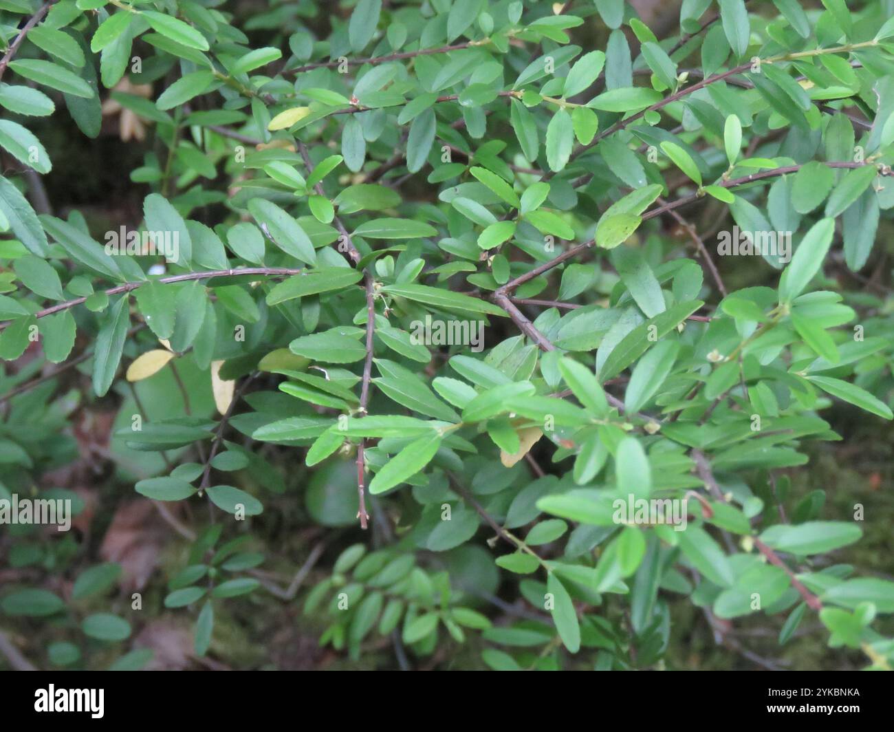 Oregon Boxwood (Paxistima myrsinites Stock Photo - Alamy