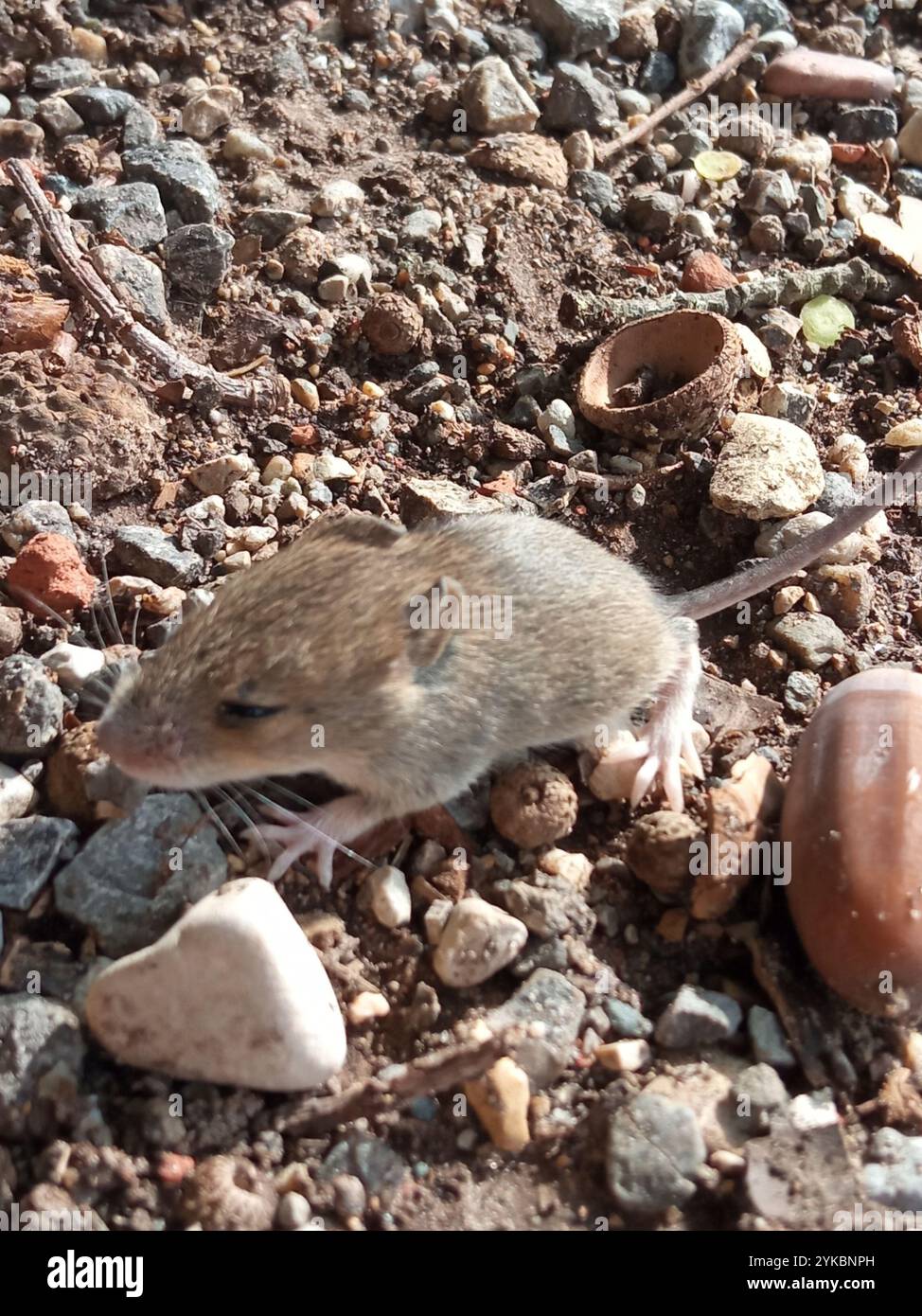 Old World Mice and Rats (Muridae Stock Photo - Alamy