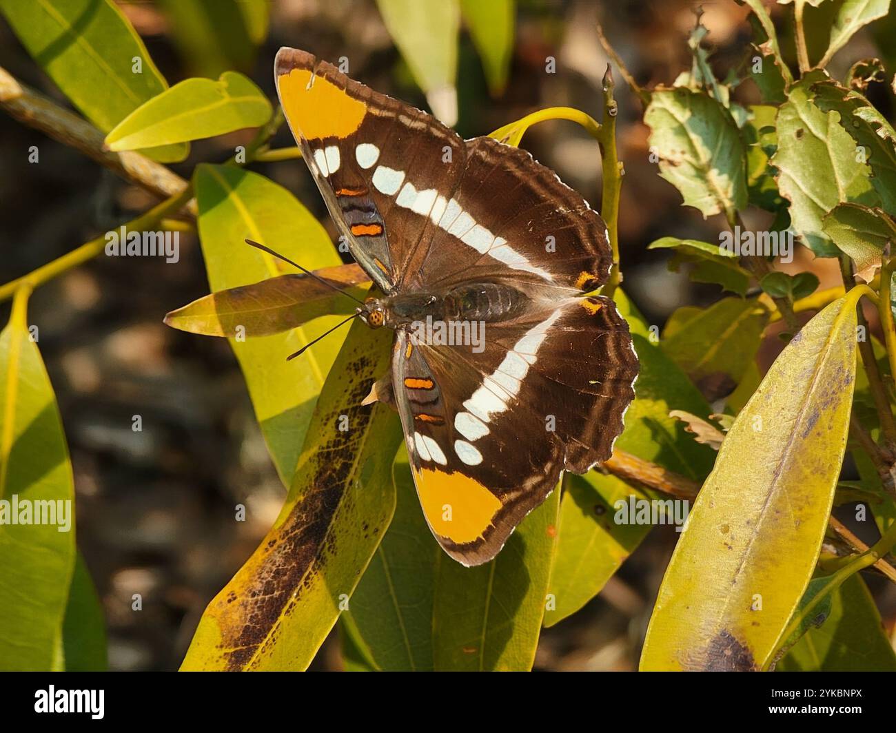 California Sister (Adelpha californica Stock Photo - Alamy