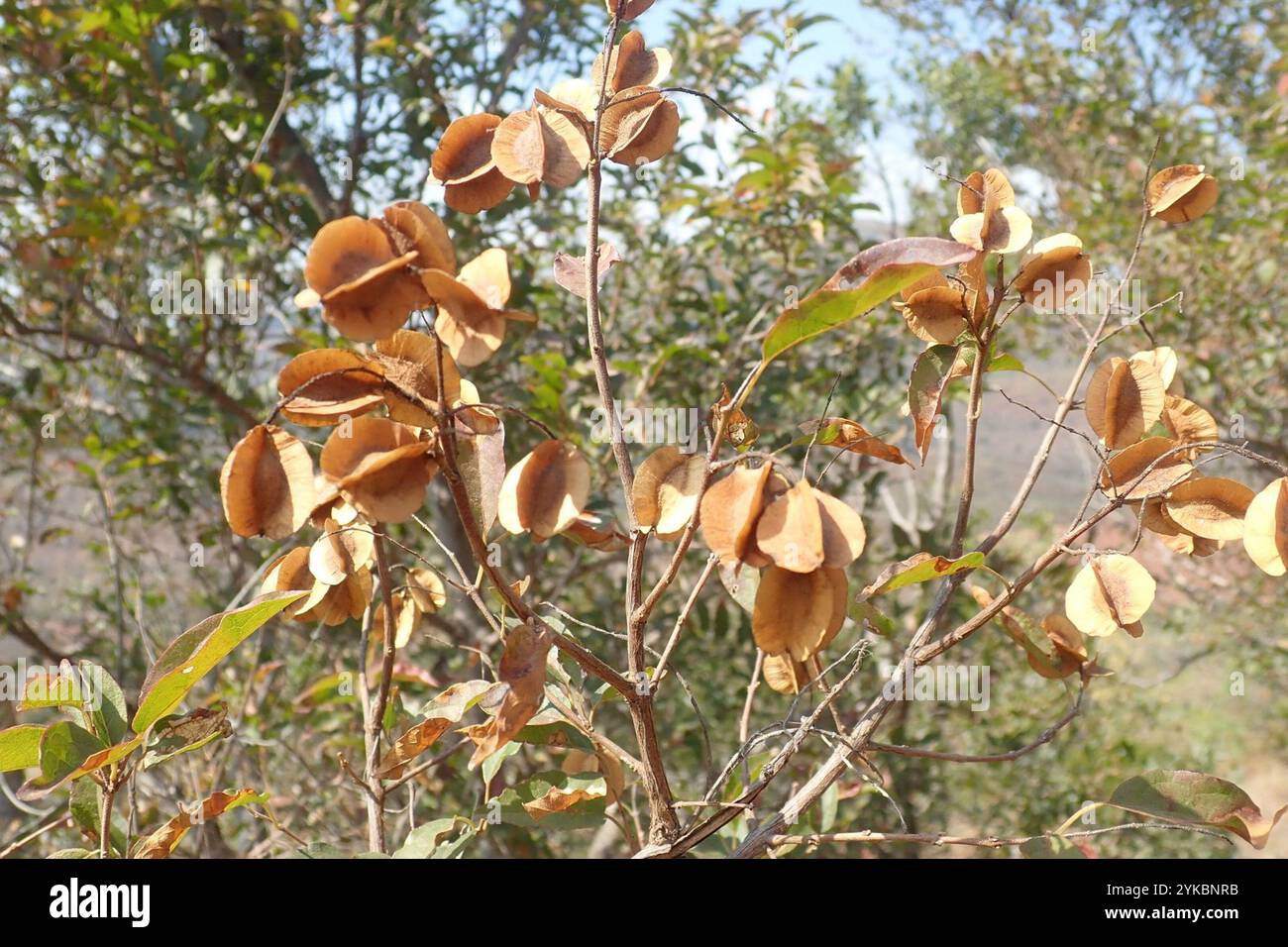 thicket bushwillow (Combretum padoides Stock Photo - Alamy