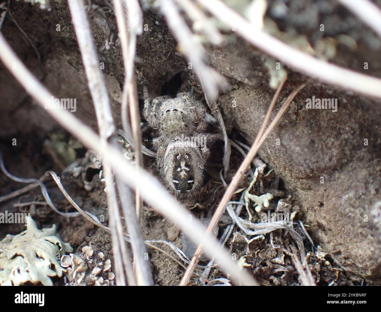 Marbled Purple Jumping Spider (Phidippus purpuratus Stock Photo - Alamy
